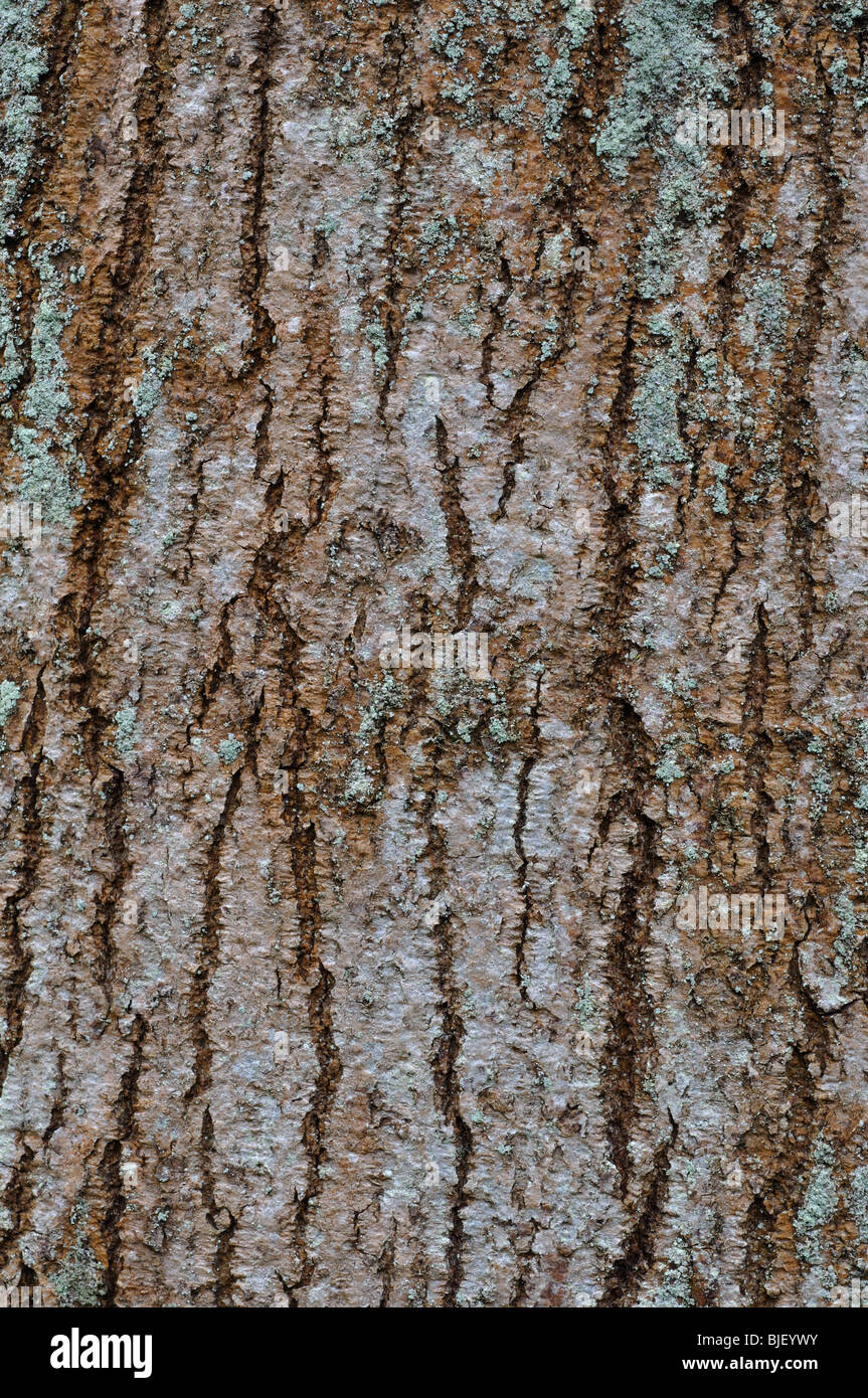 Bark of ash tree, Fraxinus excelsior Stock Photo - Alamy