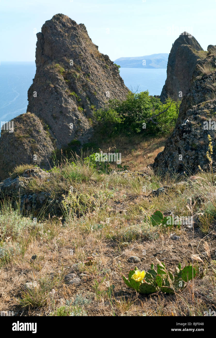 Cactus extinct hi-res stock photography and images - Alamy