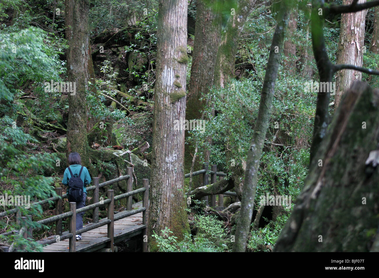 Virgin ancient cedar forest on Yakushima Island, Japan Stock Photo - Alamy