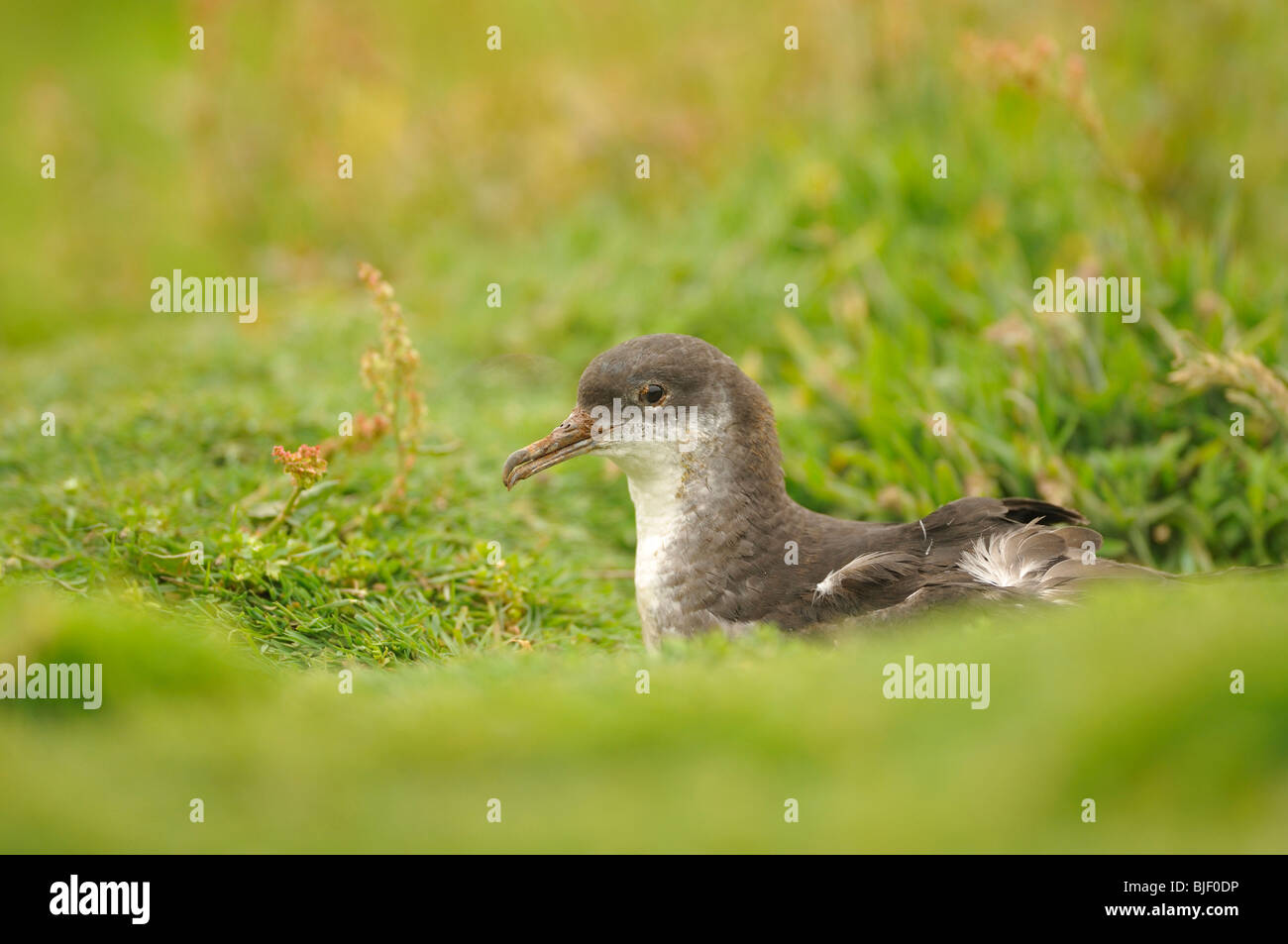 Manx Shearwater (Puffinus puffinus) returning to underground burrow ...