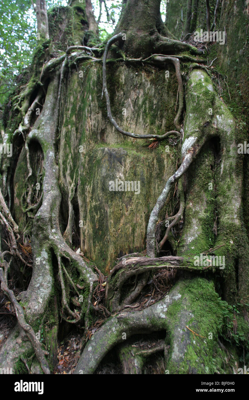 Virgin ancient cedar forest on Yakushima Island, Japan Stock Photo - Alamy