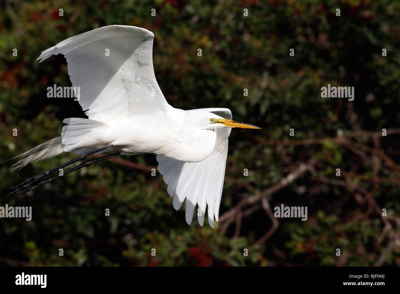 Great White Egret (Ardea alba) Flying Stock Photo - Alamy