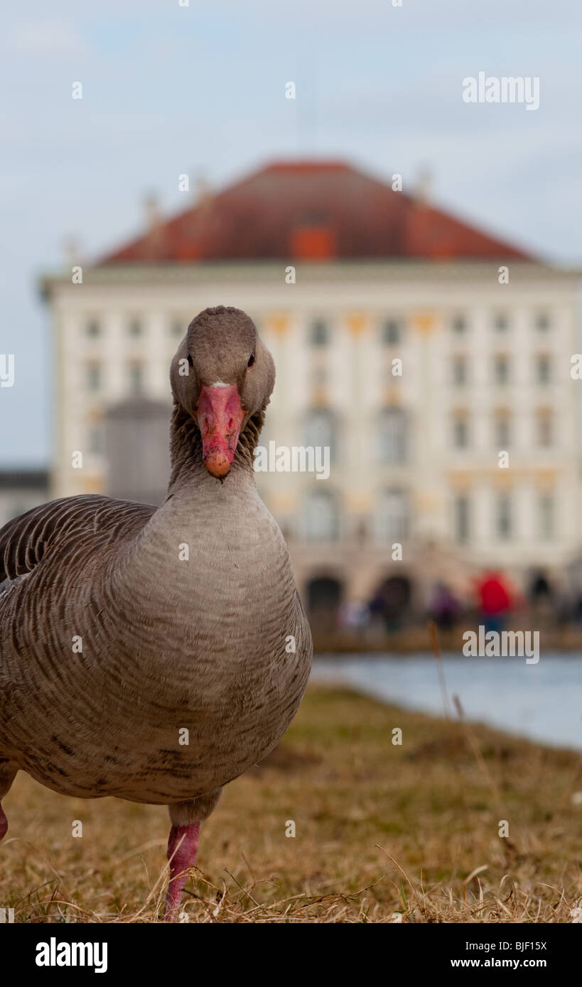 Nymphenburg palace goose, Munich, Germany Stock Photo - Alamy