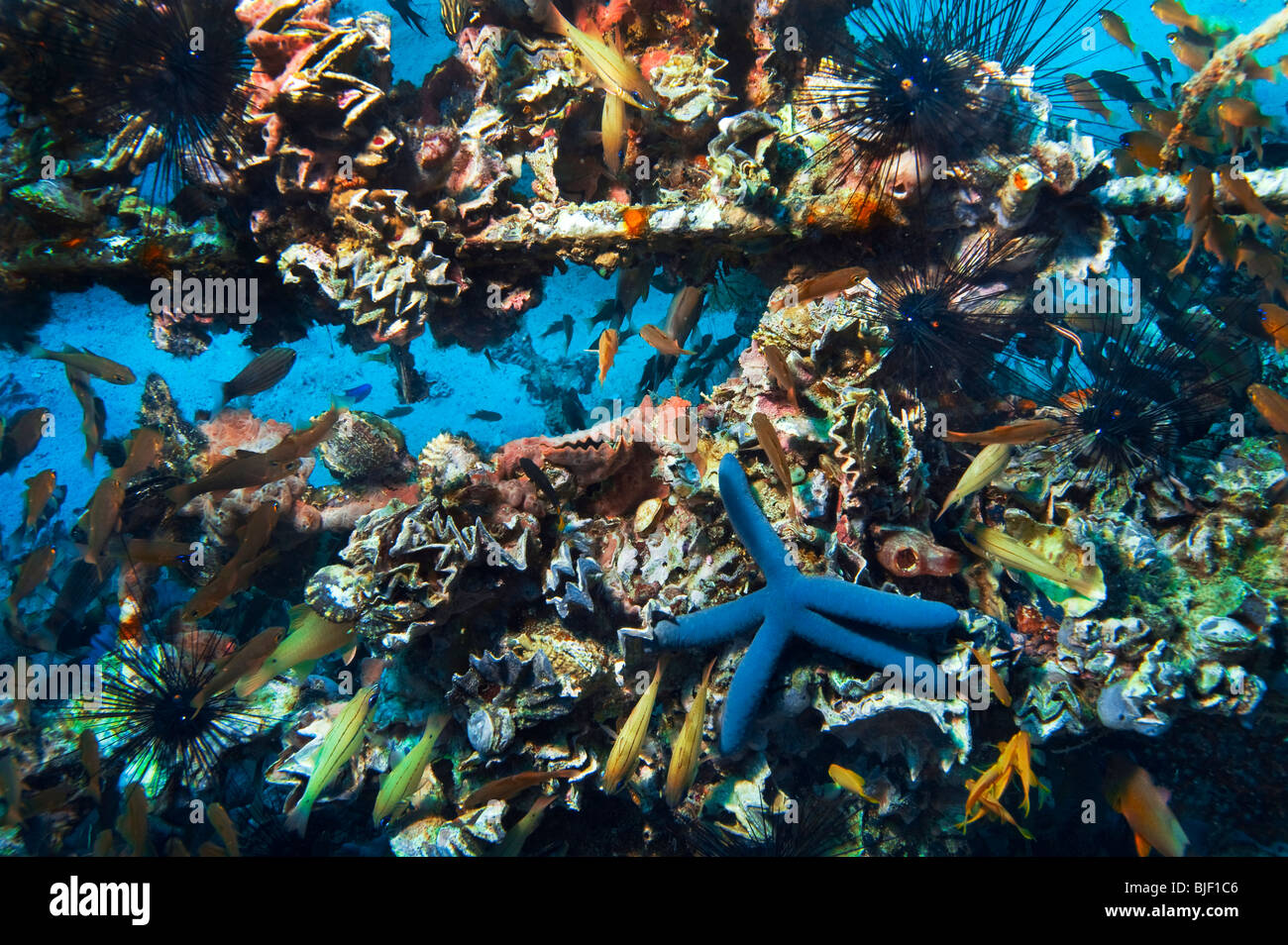 Malapascua manifold versatile multiplex life on artificial built reef ...