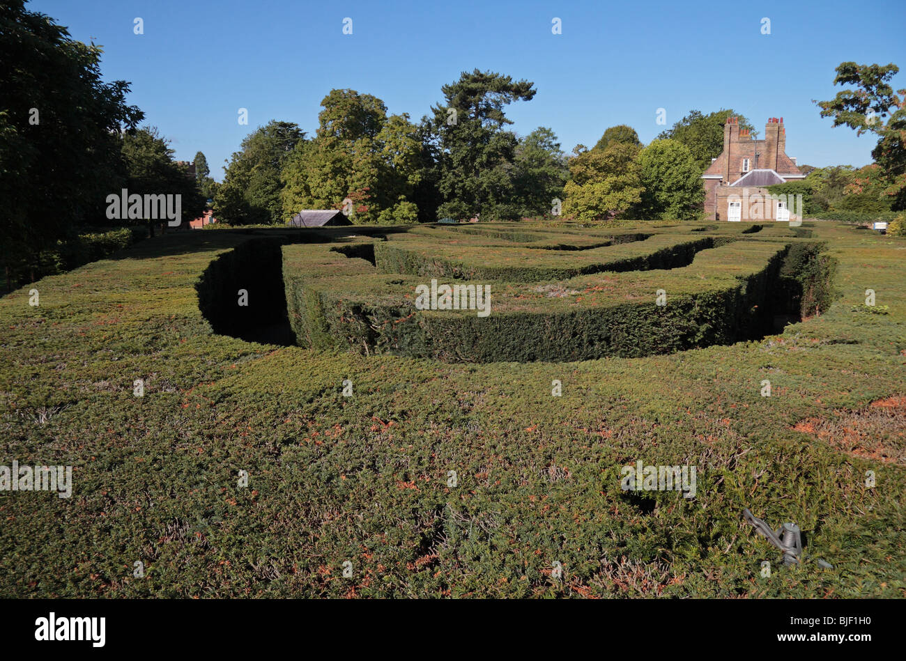 View across the top of Hampton Court Palace Maze. This view is from ...