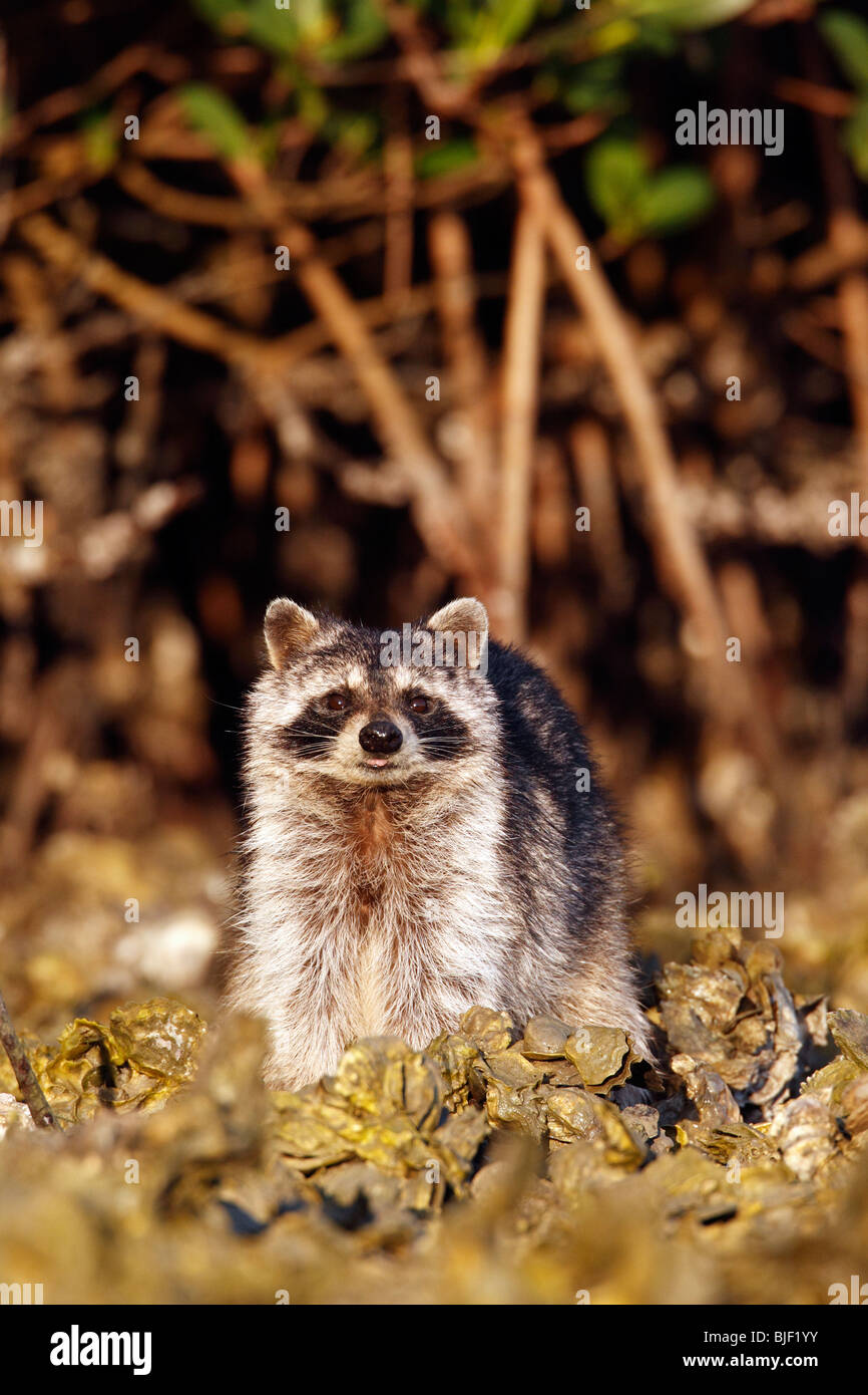 Raccoon foraging on Oyster bed Stock Photo - Alamy