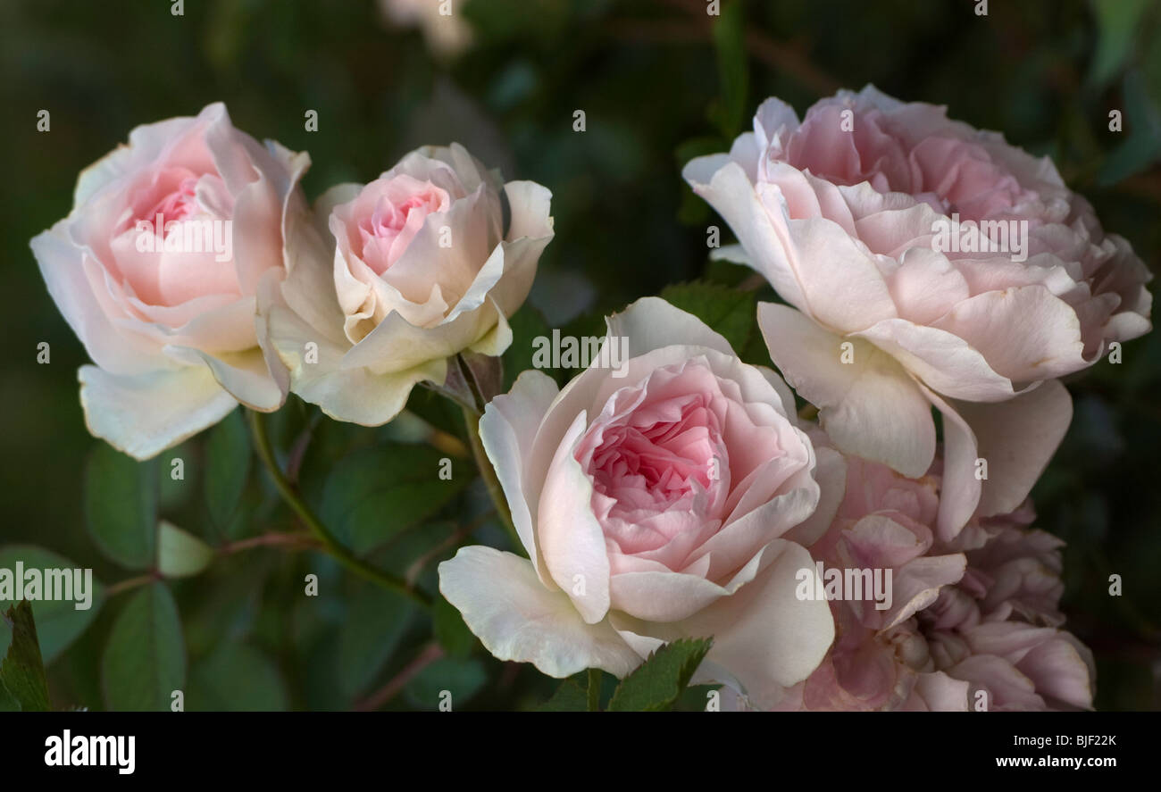 Rose, Rosa MORDEN BLUSH, PINK Stock Photo - Alamy