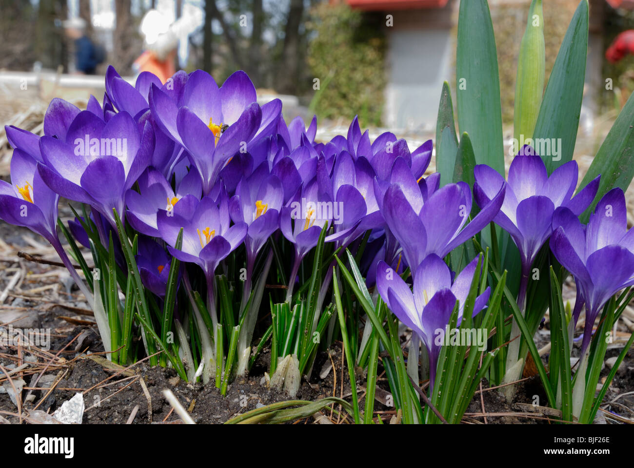 A small clump of crocus, one of the earliest blooms to appear in the ...