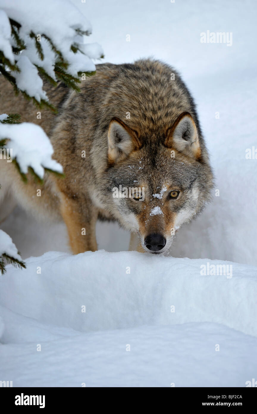 European Grey Wolf (Canis lupus) in snow-laden boreal birch forest ...