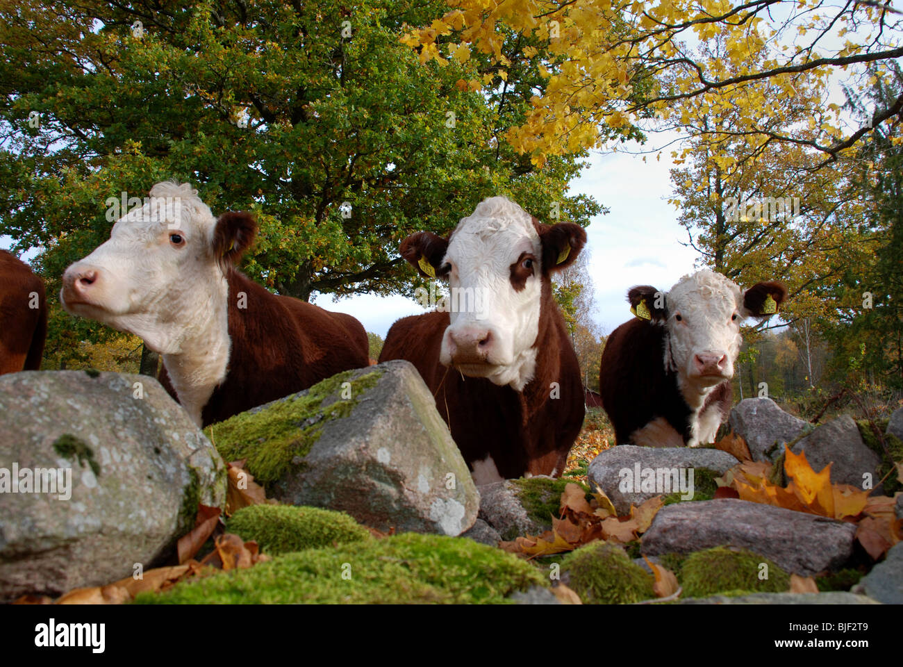 Cows in the fall Stock Photo - Alamy