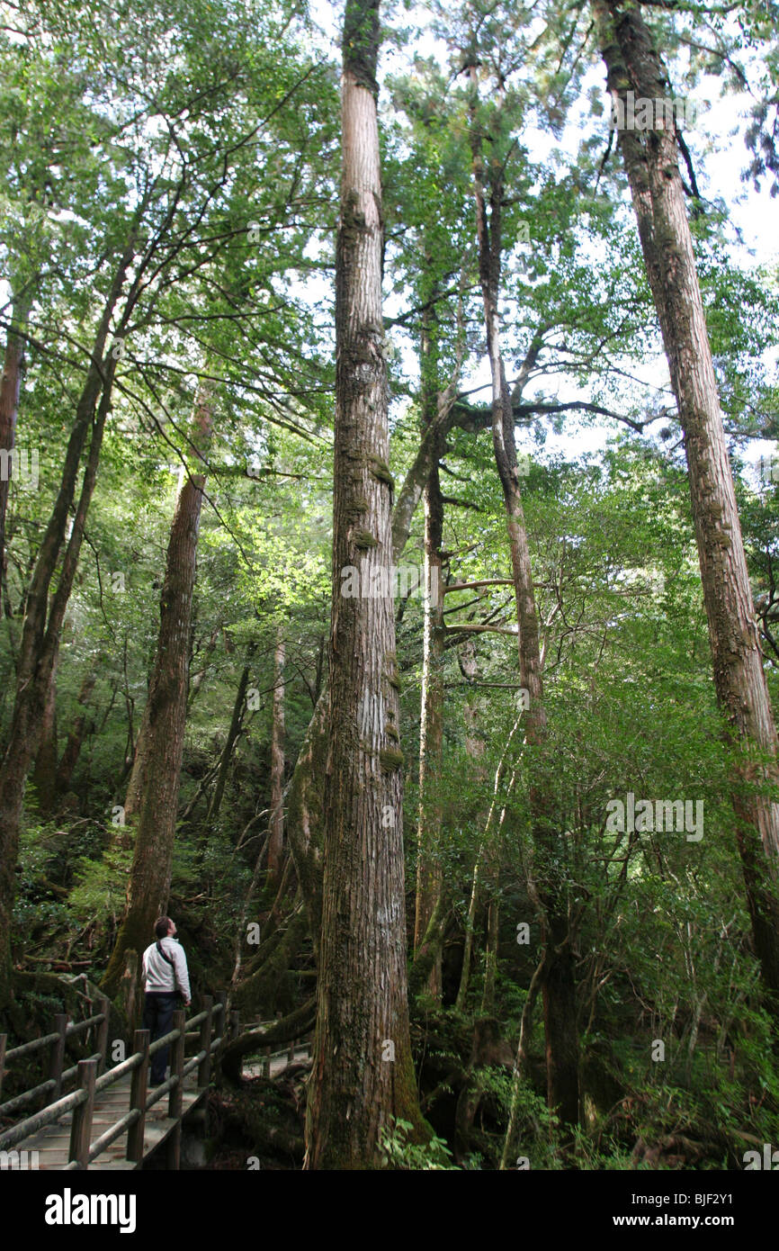 Yakushima cedar hi-res stock photography and images - Alamy