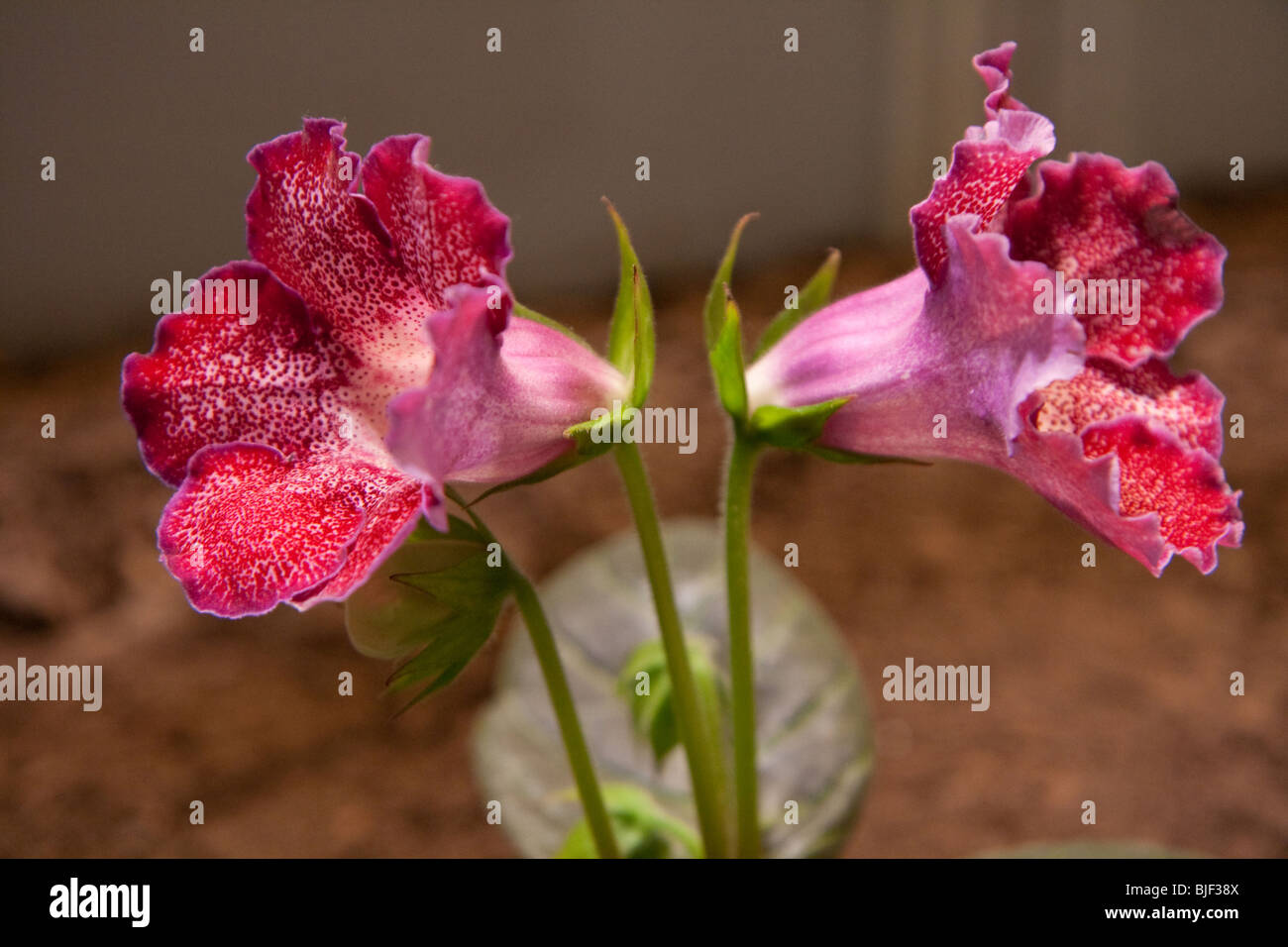 event flower garden gloxinia red show sinningia Stock Photo - Alamy