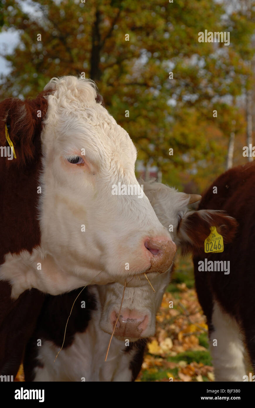 Cows in the fall Stock Photo - Alamy