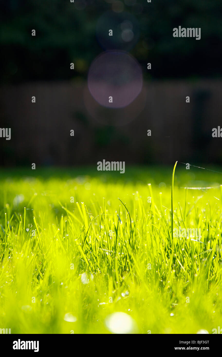 Overgrown Lawn High Resolution Stock Photography and Images - Alamy