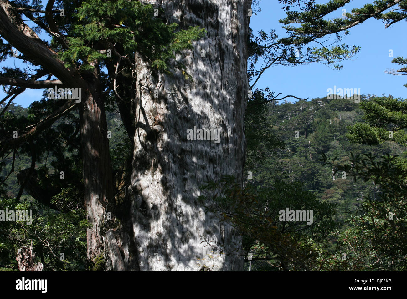 Virgin ancient cedar forest on Yakushima Island, Japan Stock Photo - Alamy