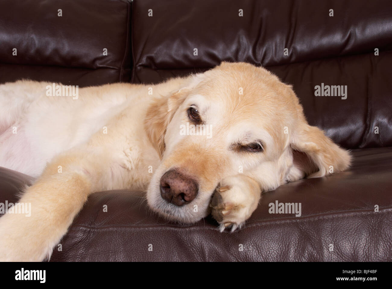 Wallace the golden retriever resting / relaxing at home Stock Photo - Alamy