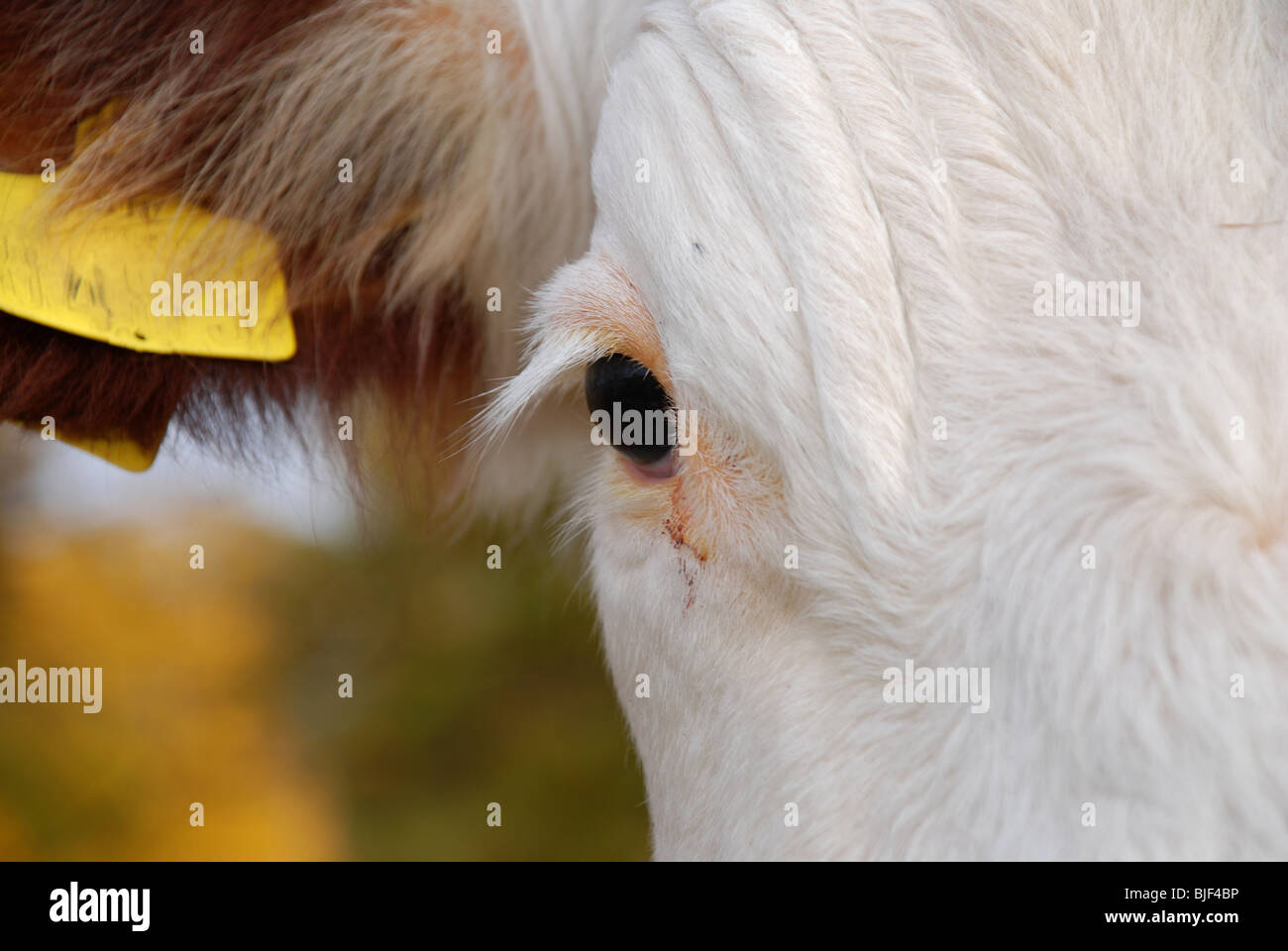 Cows in the fall Stock Photo - Alamy