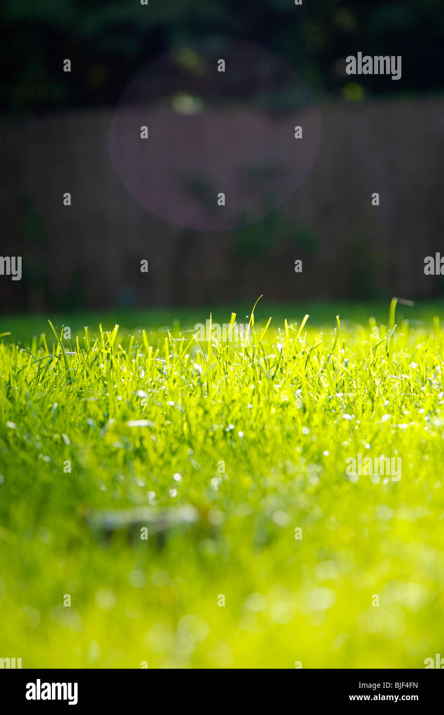 Overgrown lawn hi-res stock photography and images - Alamy