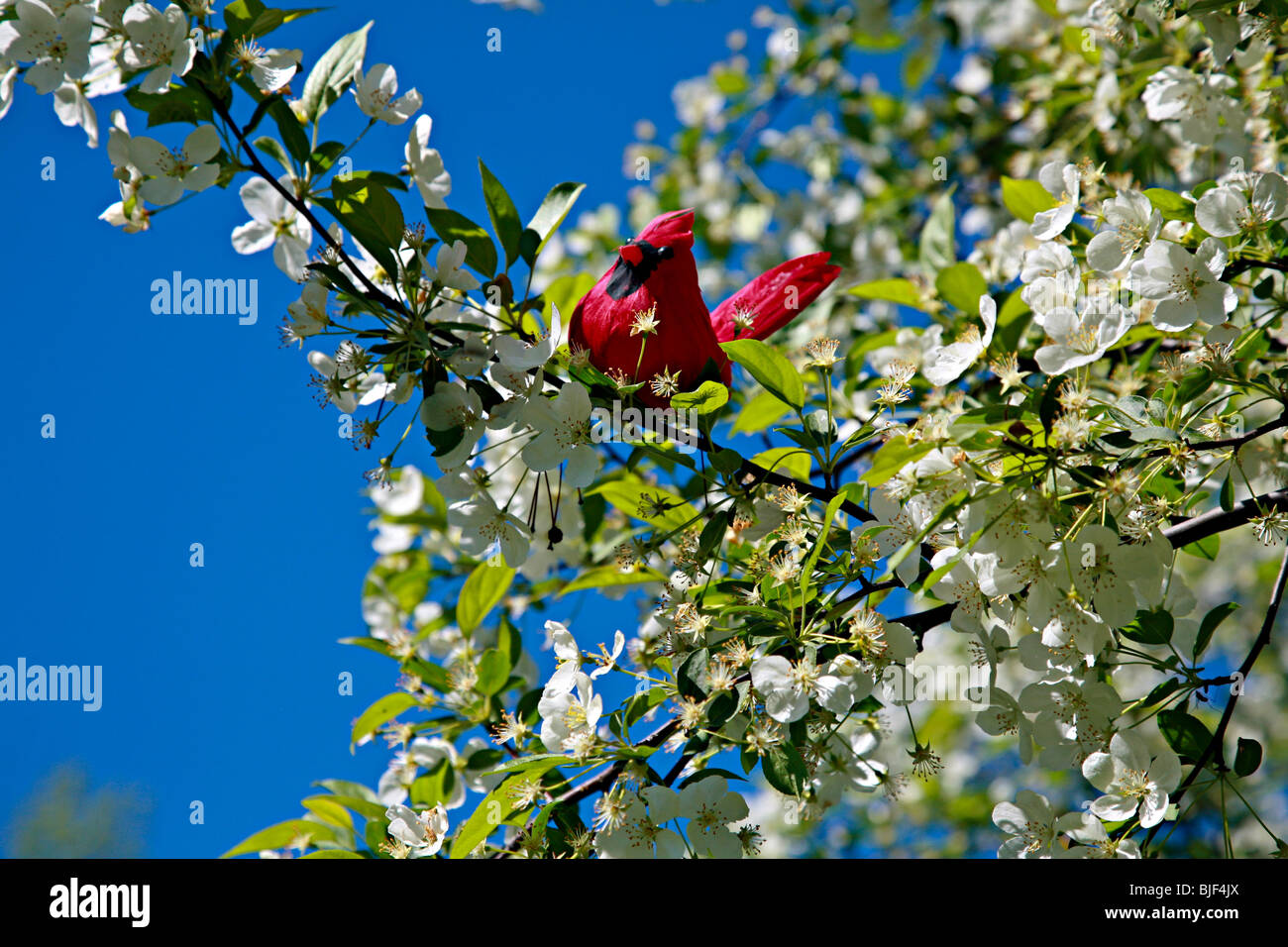 Red Cardinal Bird (artificial) in tree with cherry blossoms Stock Photo ...