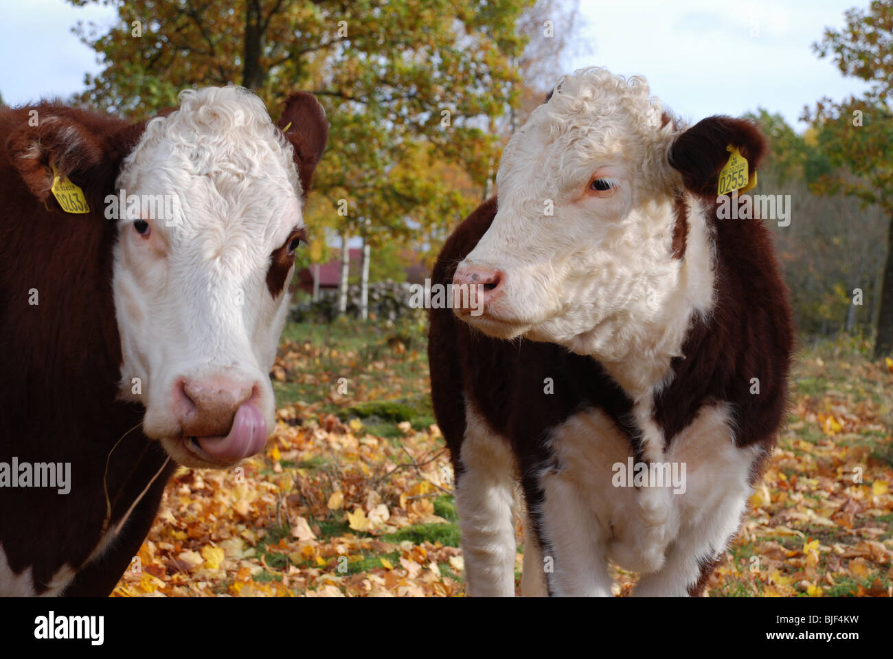 Cows in the fall Stock Photo - Alamy