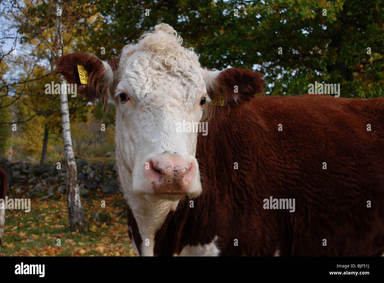 Cows in the fall Stock Photo - Alamy