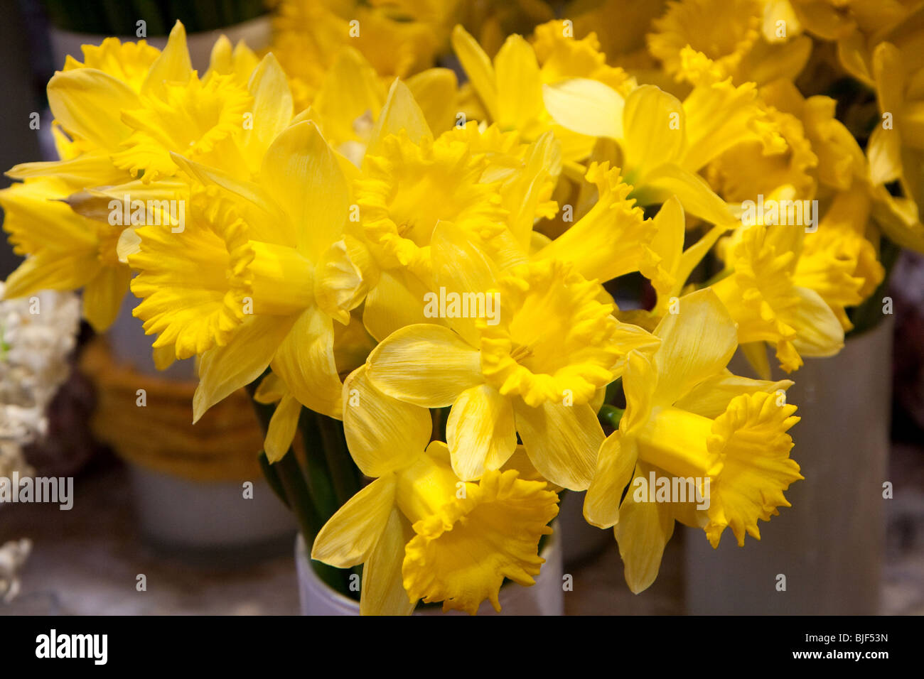 Opening blooms hi-res stock photography and images - Alamy