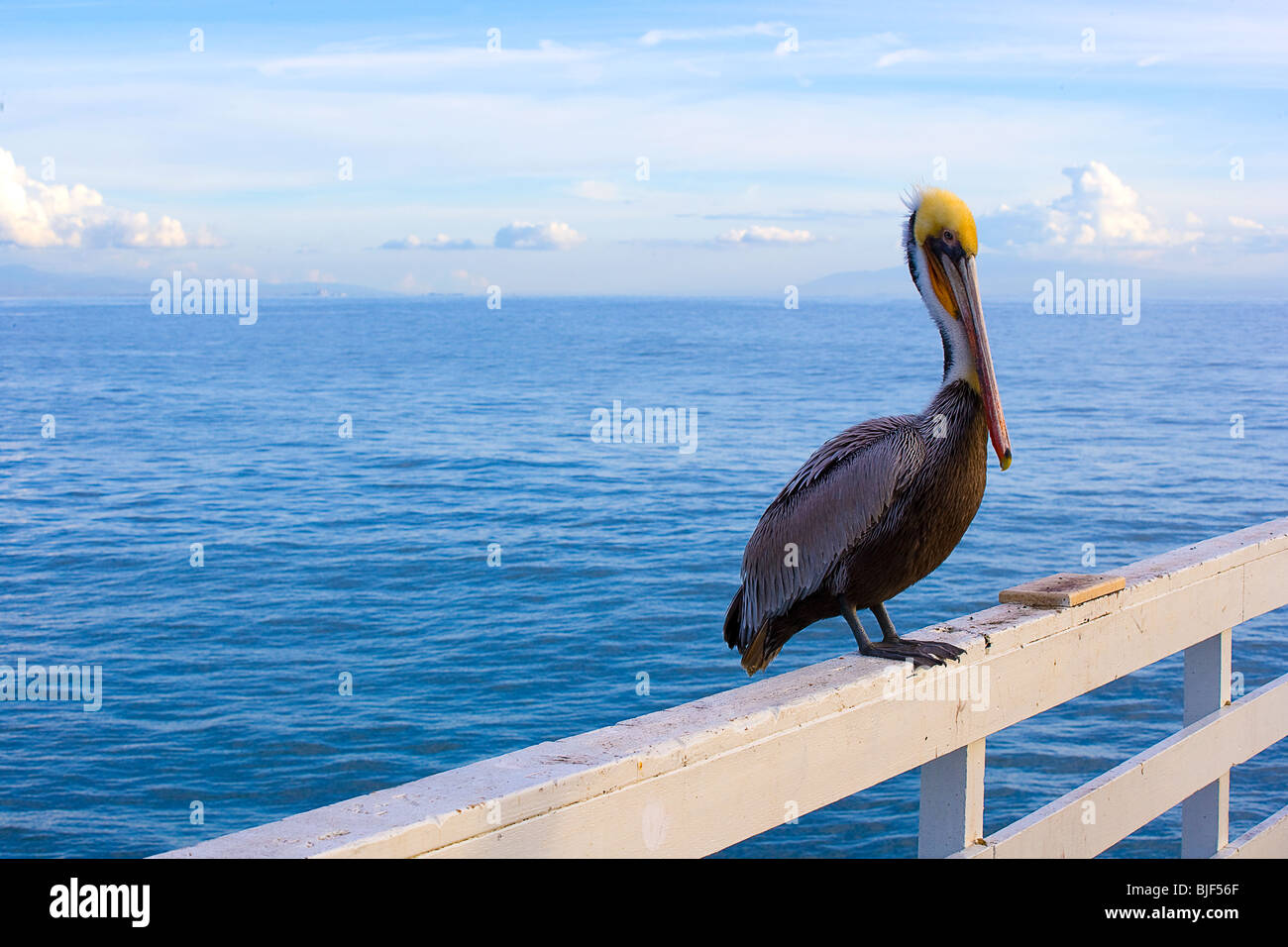 A pelican on the pier at Santa Cruz California Stock Photo - Alamy