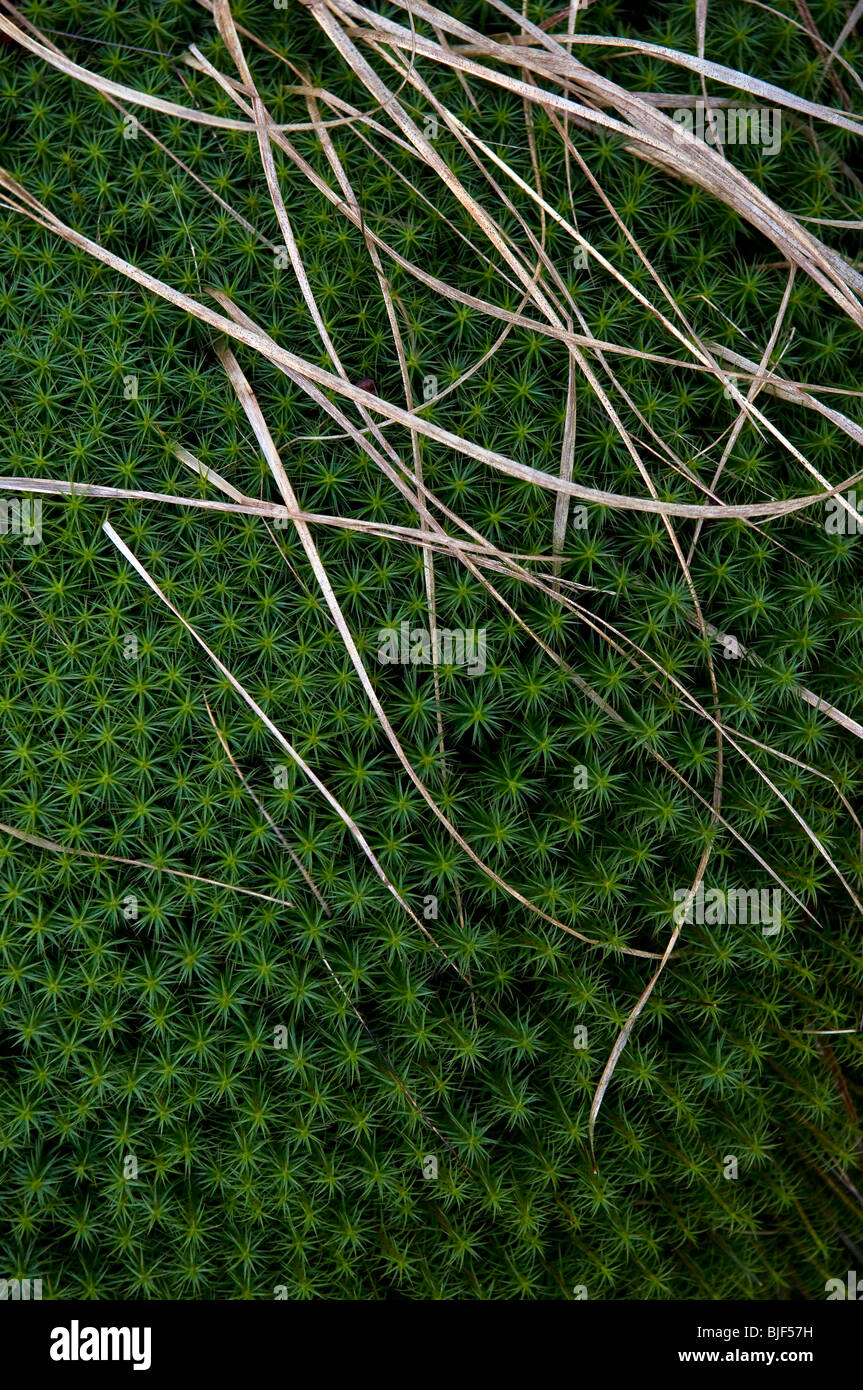 Moss like hi-res stock photography and images - Alamy