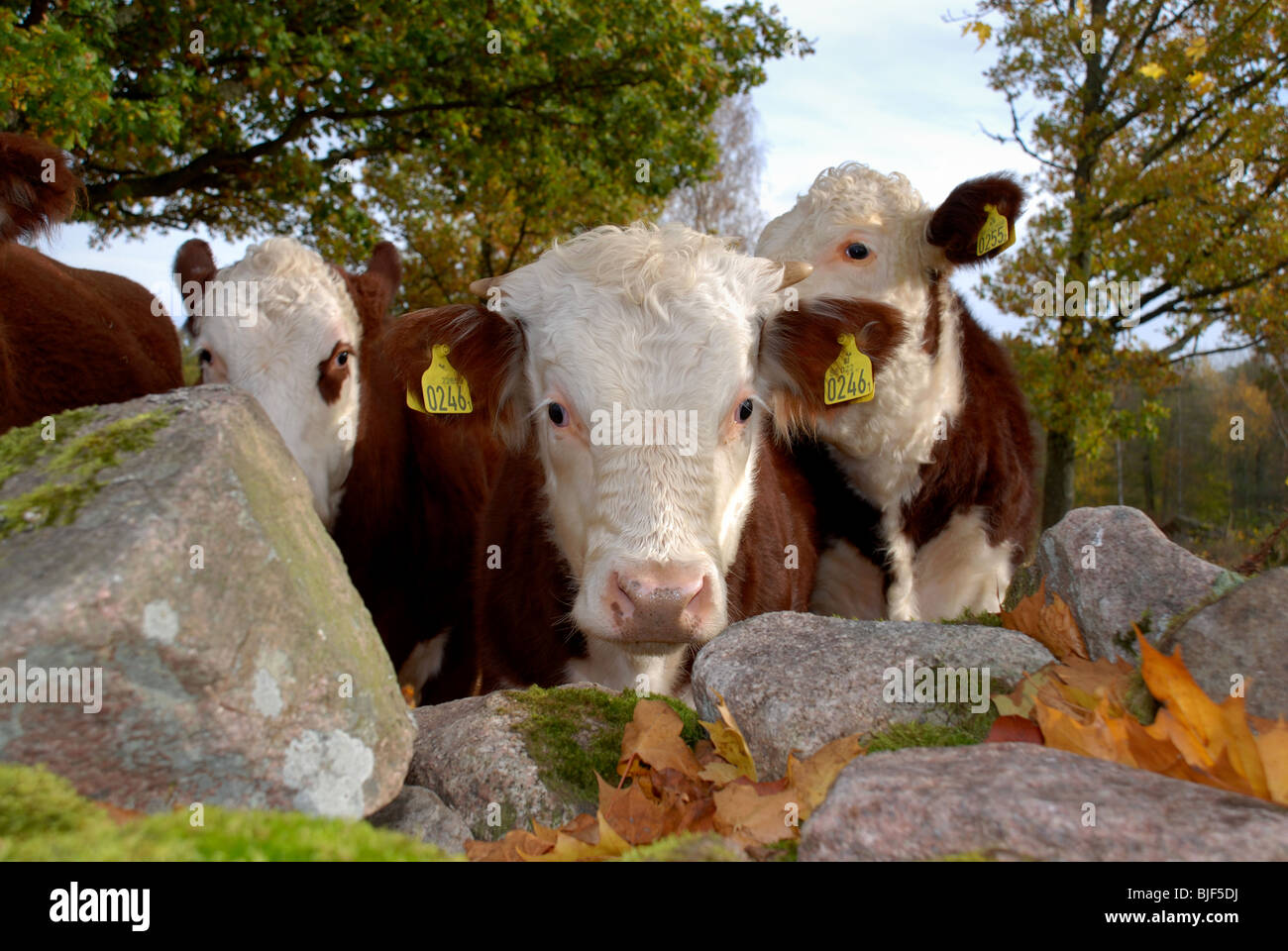 Cows in the fall Stock Photo - Alamy