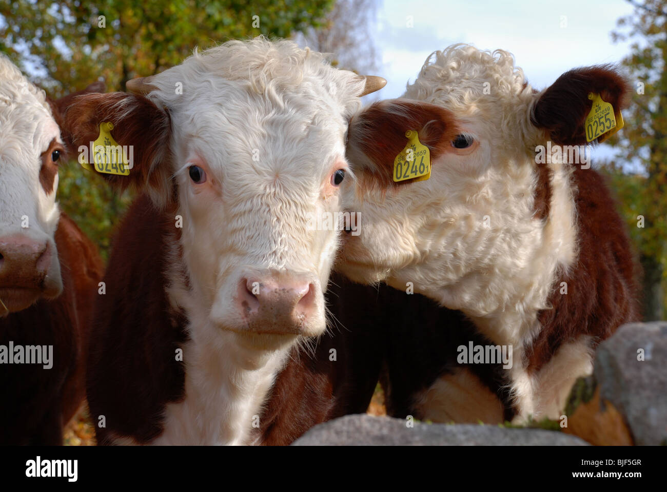 Cows in the fall Stock Photo - Alamy
