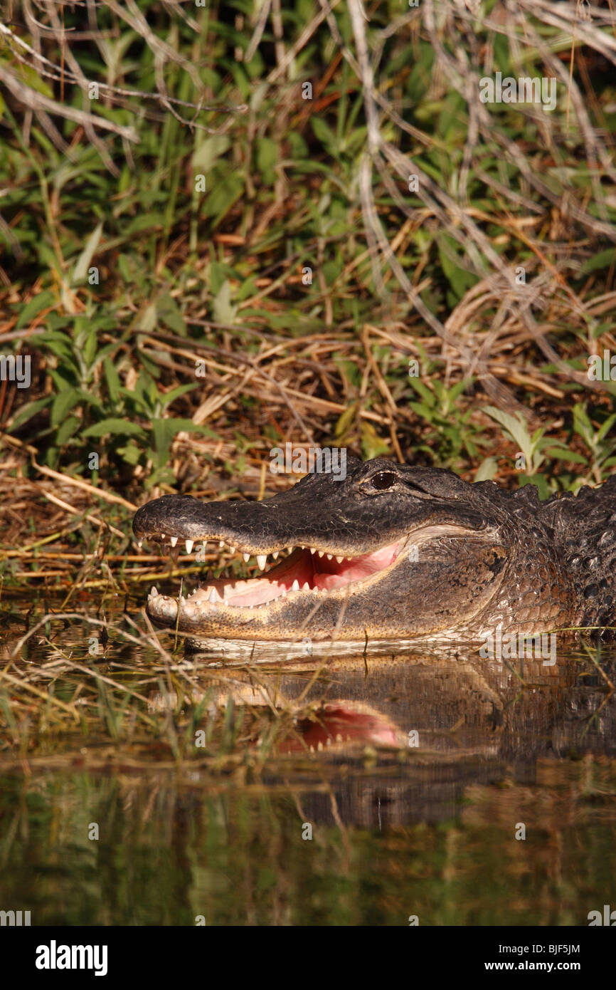 American alligator (Alligator mississippiensis) Sunning with Mouth Open ...