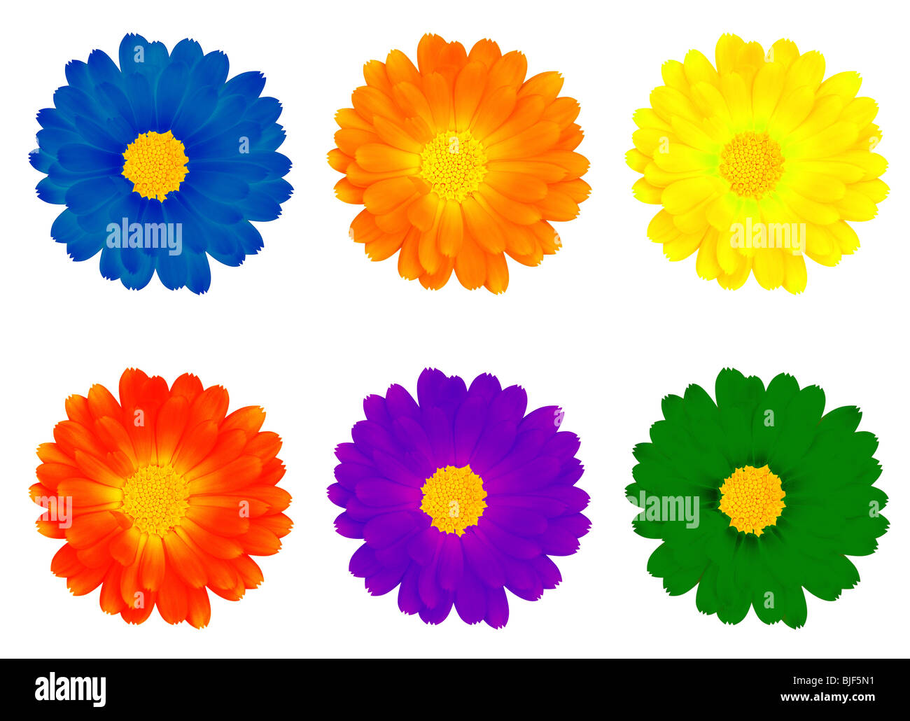 Six colourful flowers on the white background Stock Photo - Alamy