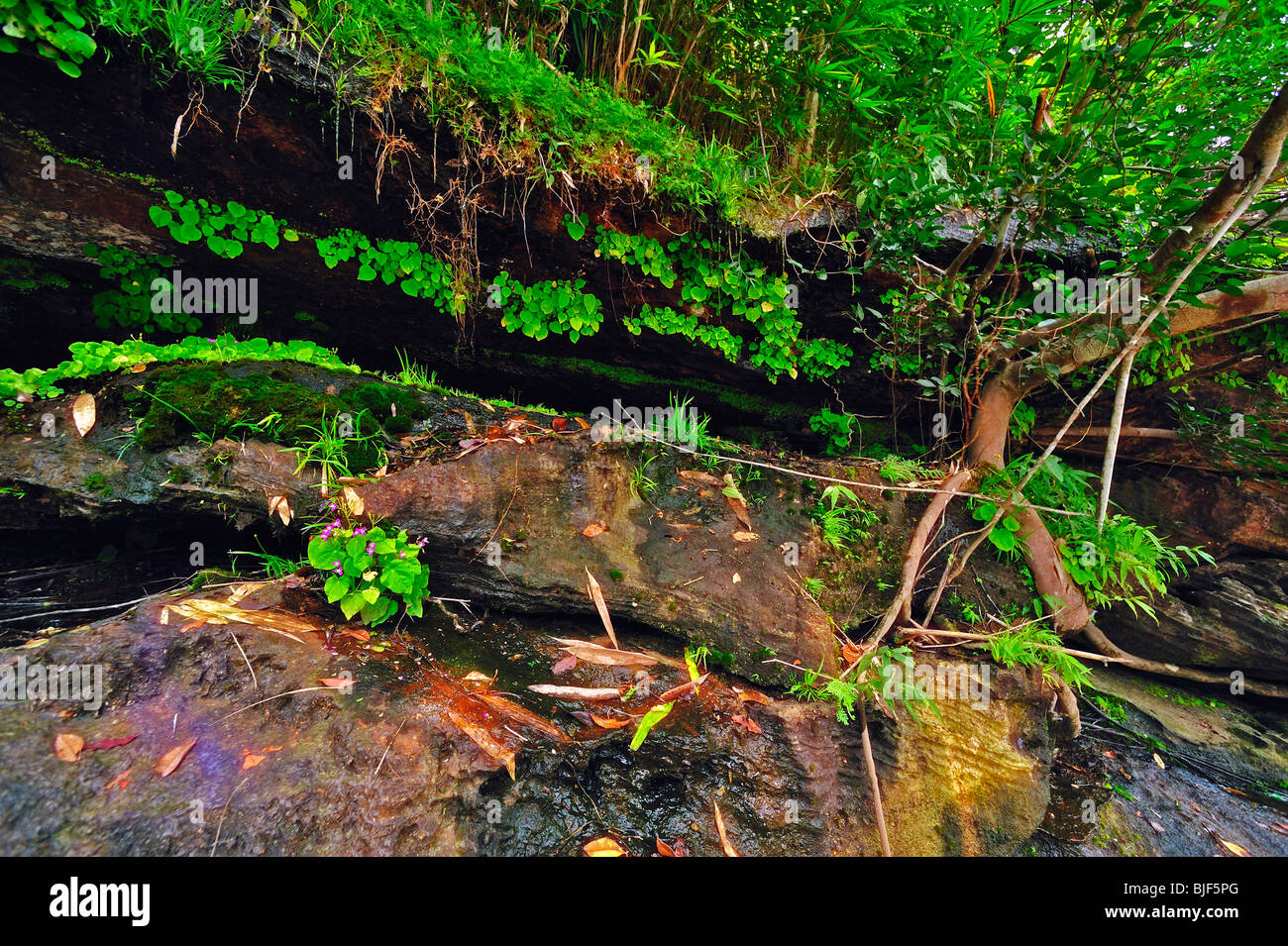 Tropical rainforest. Phou Khao Khouay National Protected Area. LAO ...
