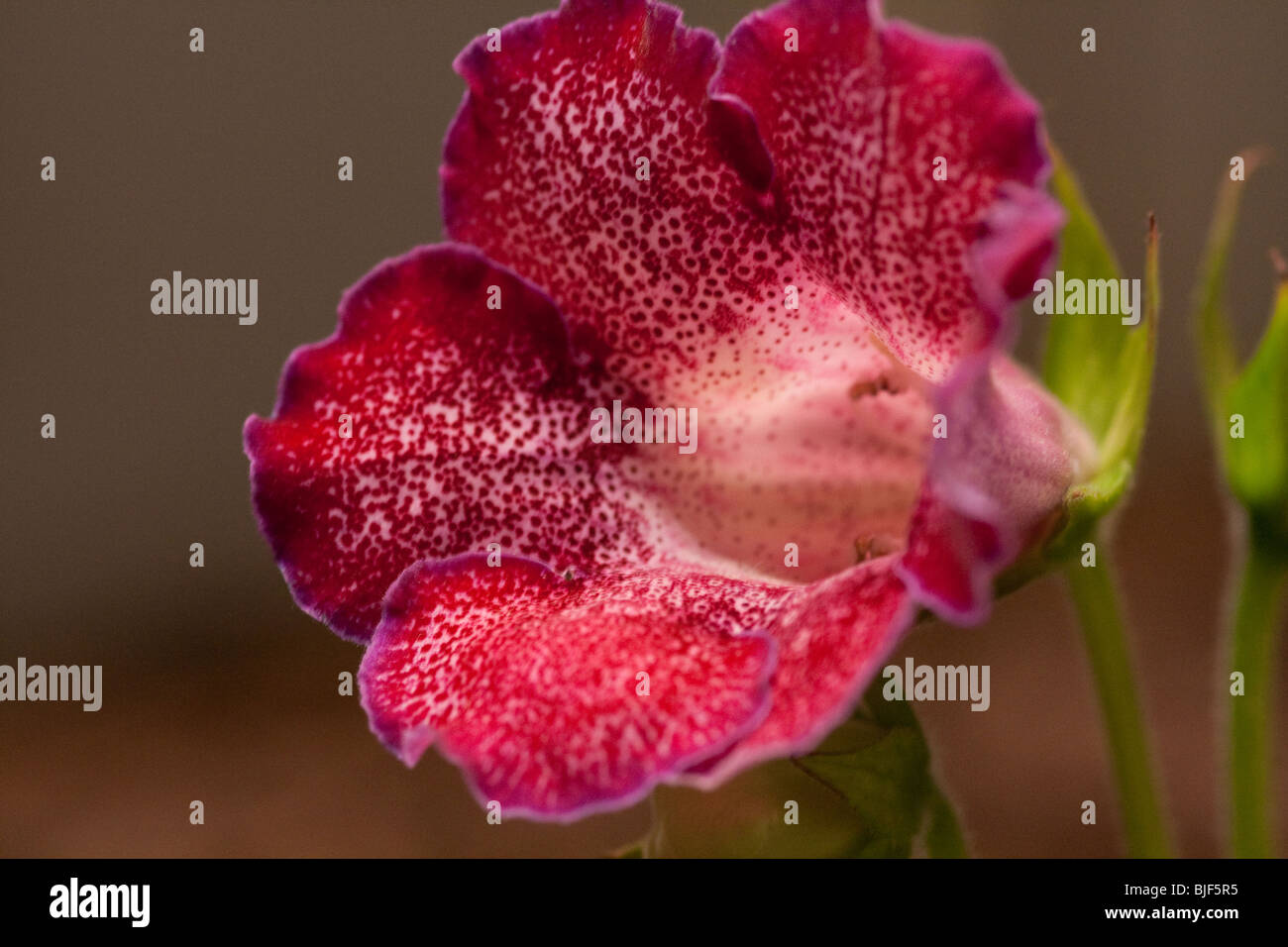 closeup event flower garden gloxinia red show sinningia Stock Photo - Alamy