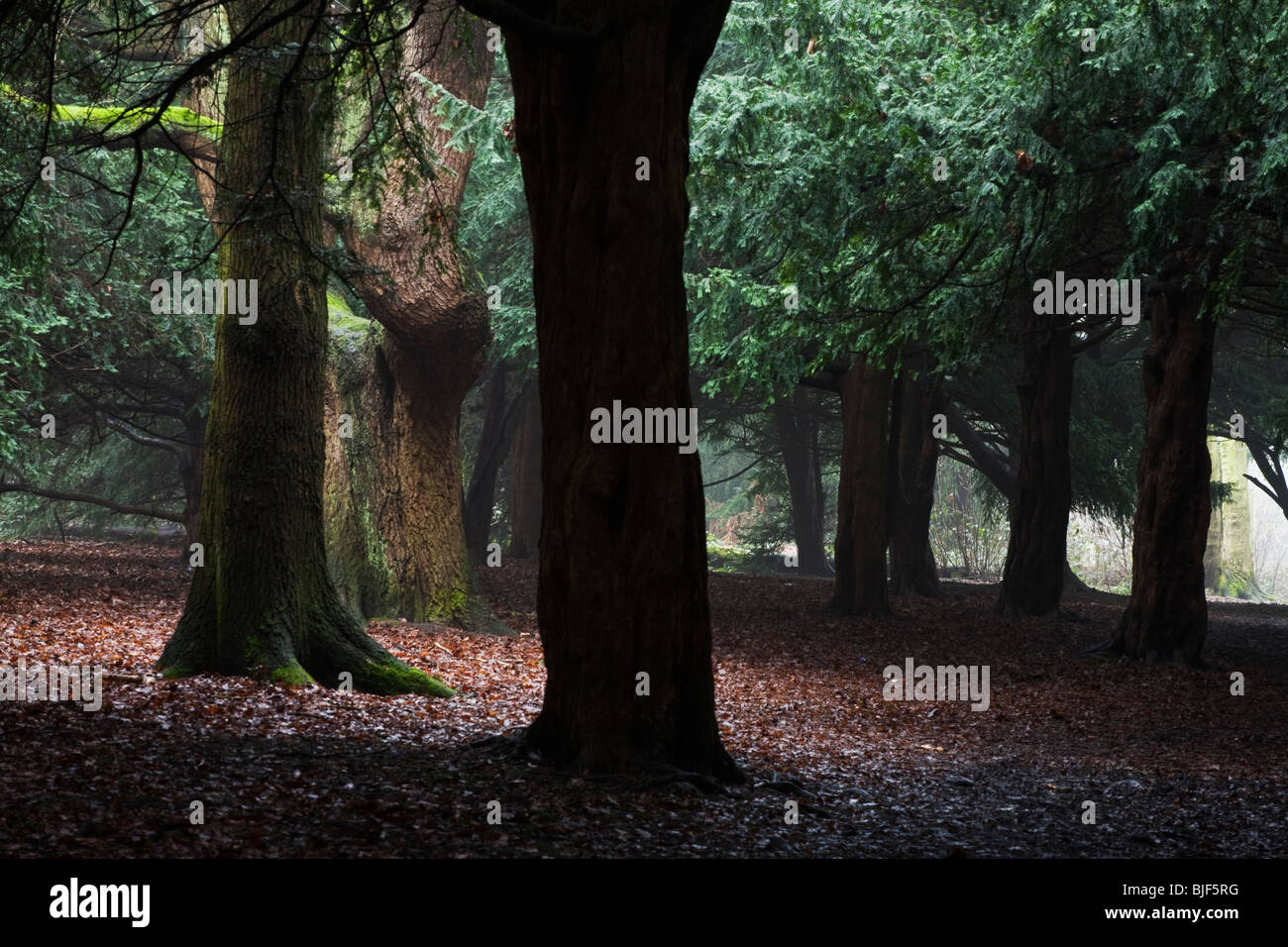 light and shade in woods Stock Photo - Alamy