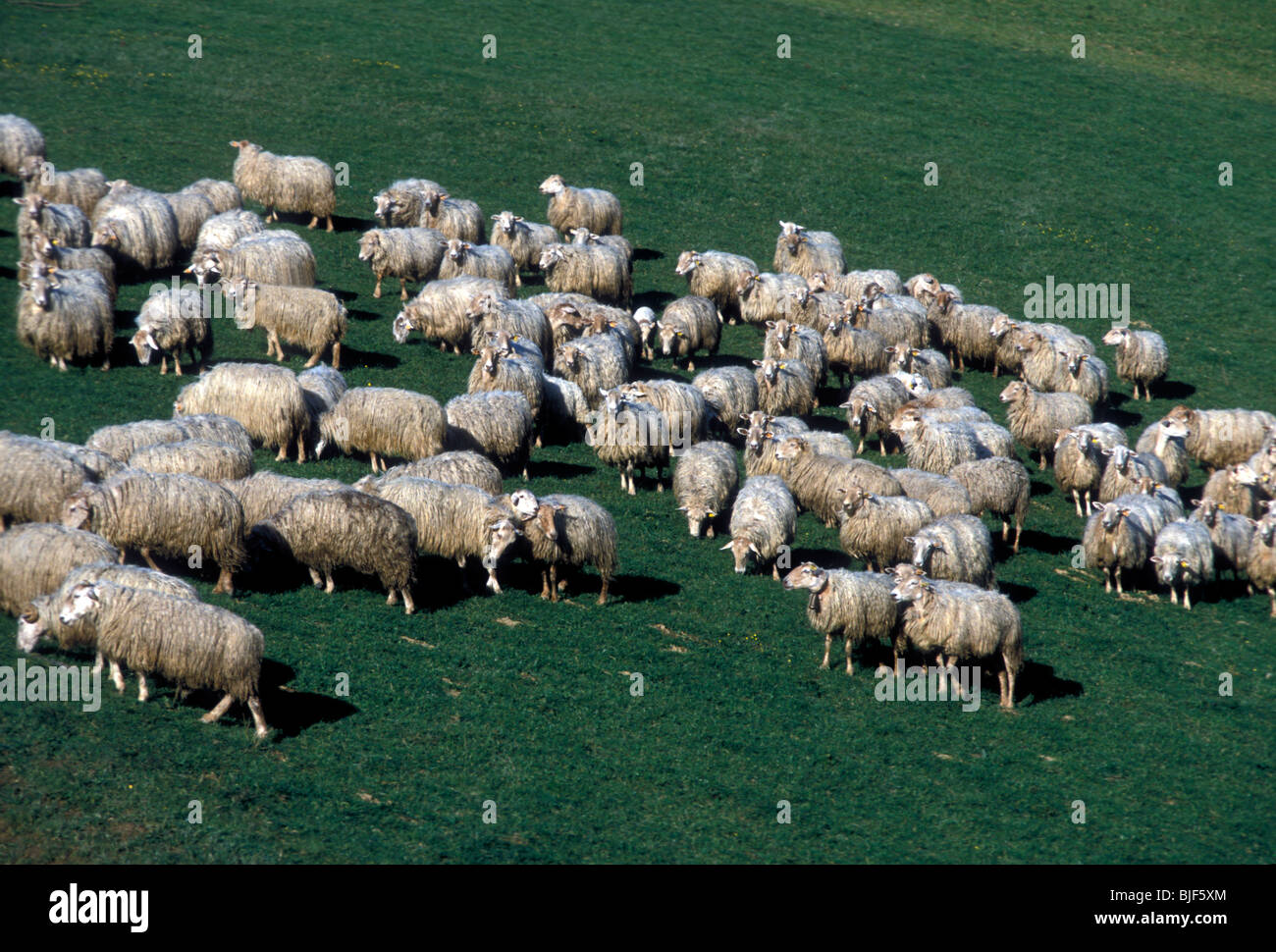 French country sheep hi-res stock photography and images - Alamy