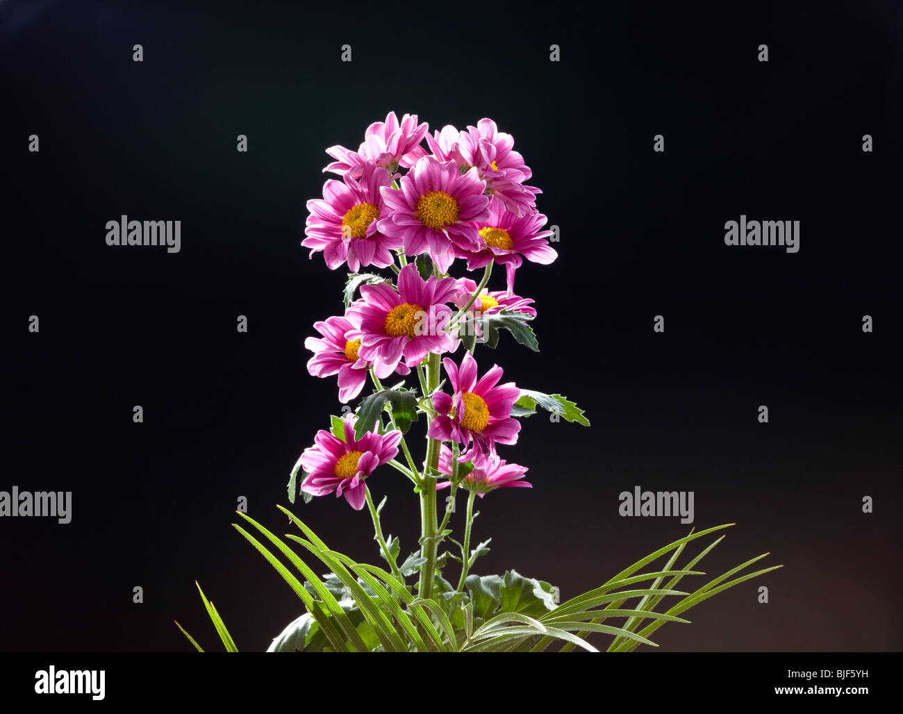 Backlit flower heads hi-res stock photography and images - Alamy