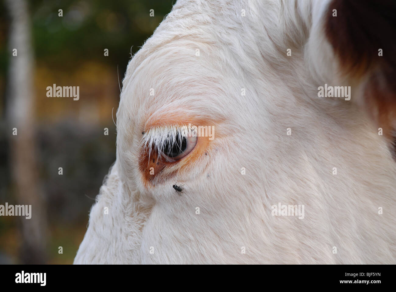 Cows in the fall Stock Photo - Alamy