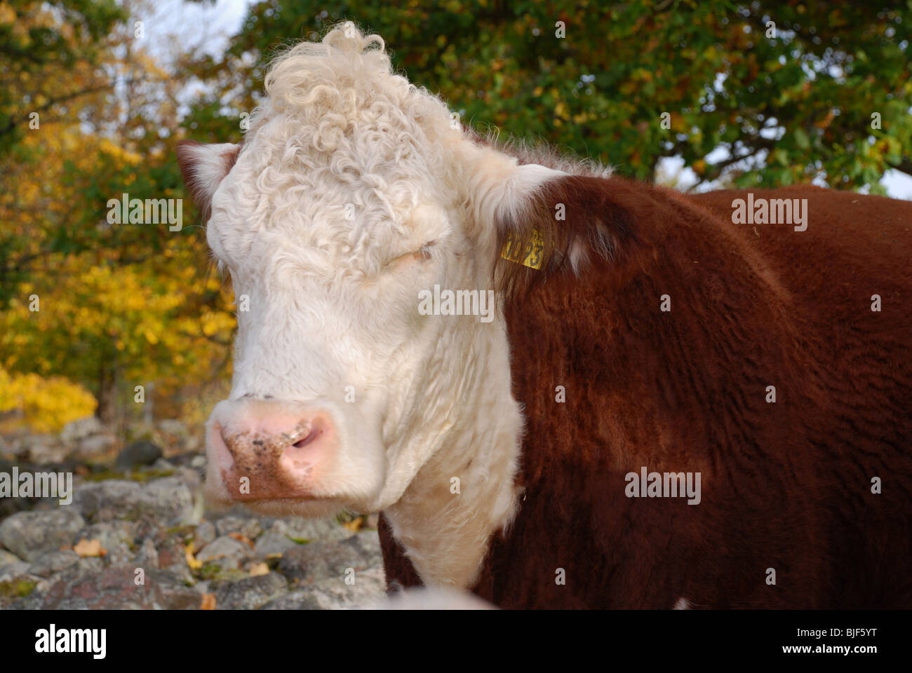 Cows in the fall Stock Photo - Alamy