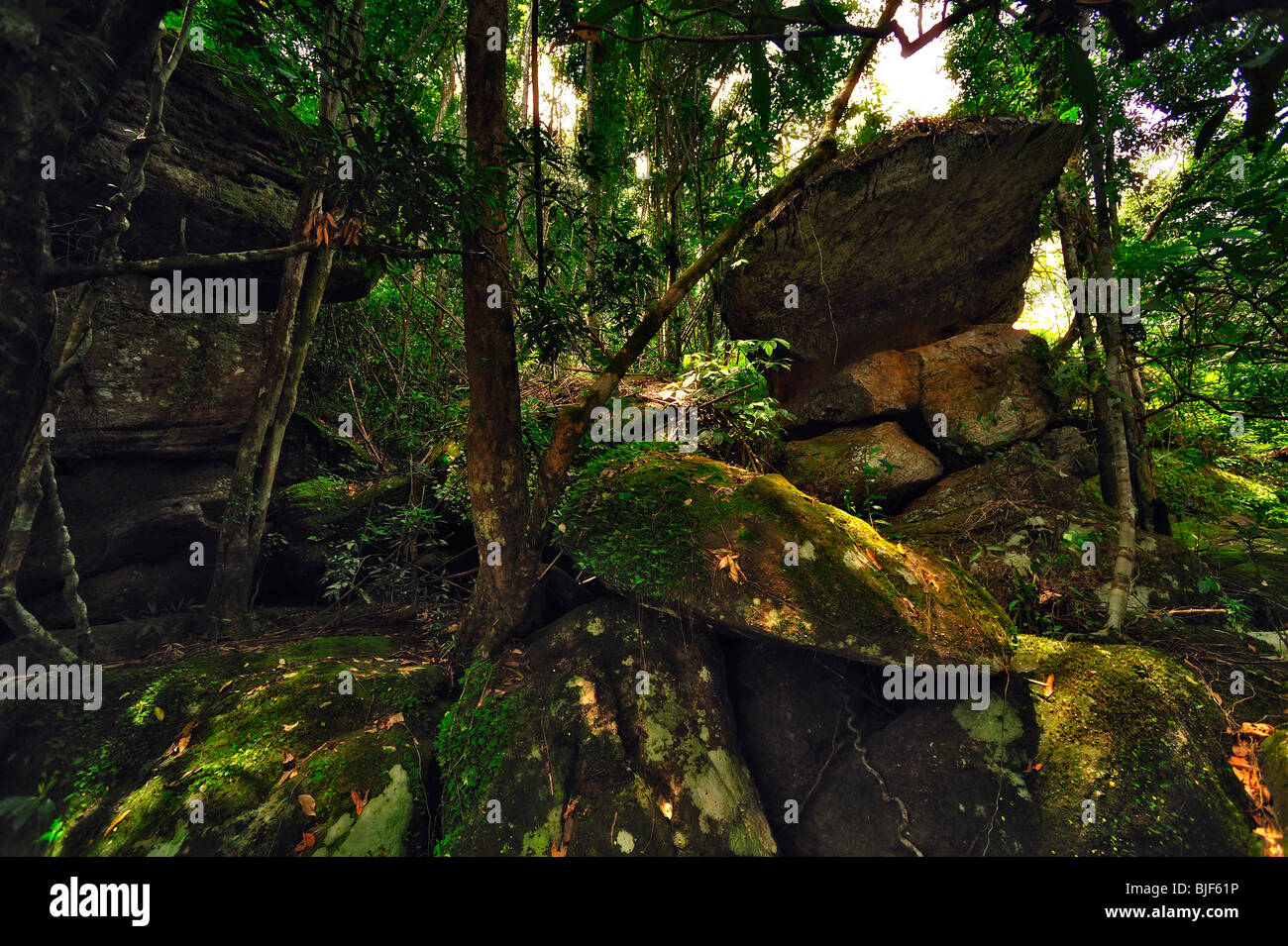 Tropical rainforest. Phou Khao Khouay National Protected Area. LAO ...