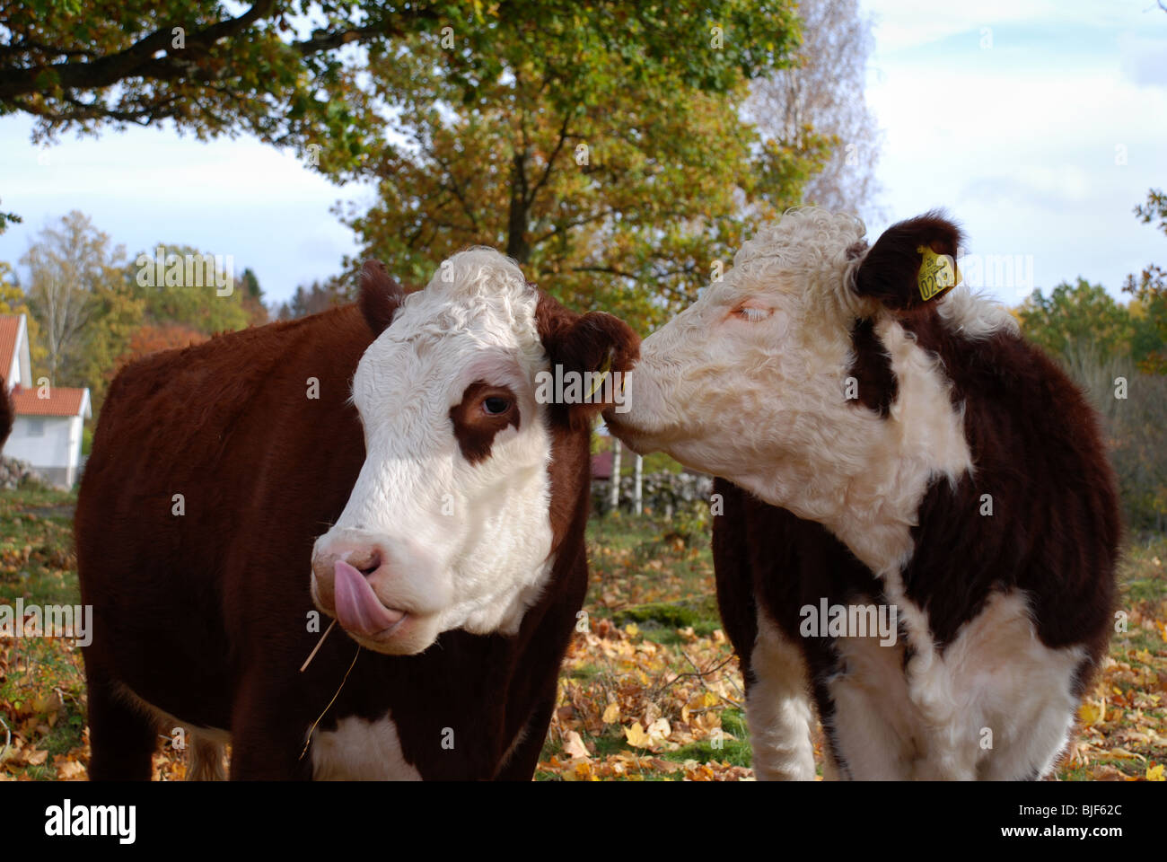 Cows in the fall Stock Photo - Alamy