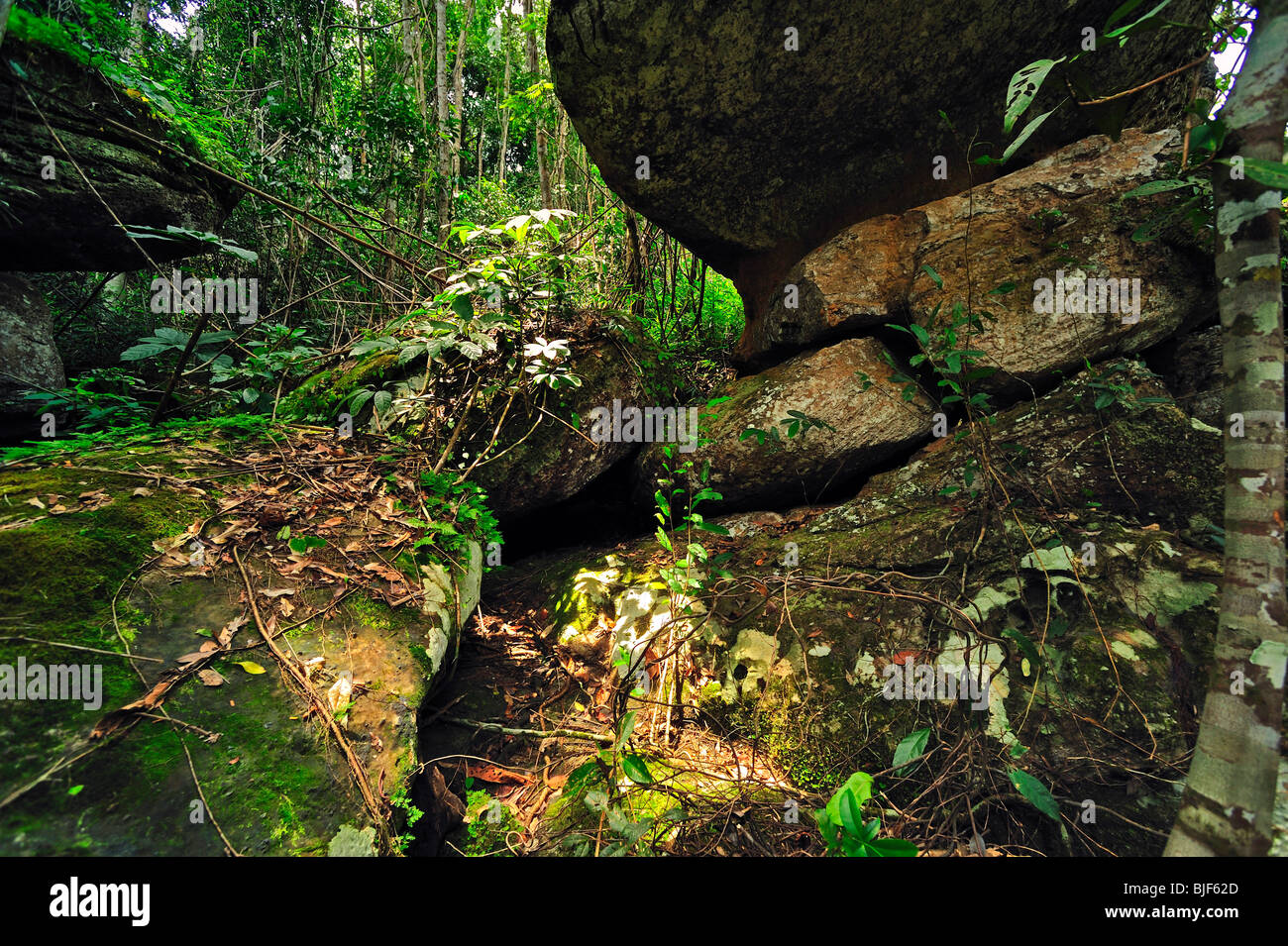 Tropical rainforest. Phou Khao Khouay National Protected Area. LAO ...