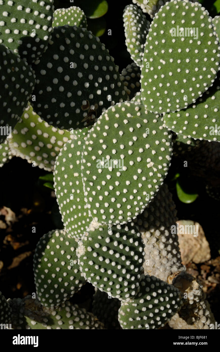 Opuntia microdasys also known as bunny ears or polka dot cactus Stock ...
