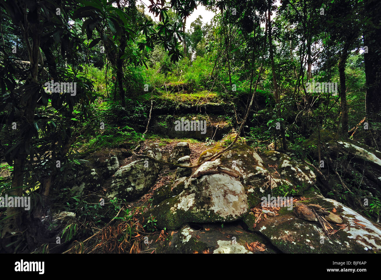 Tropical rainforest. Phou Khao Khouay National Protected Area. LAO ...