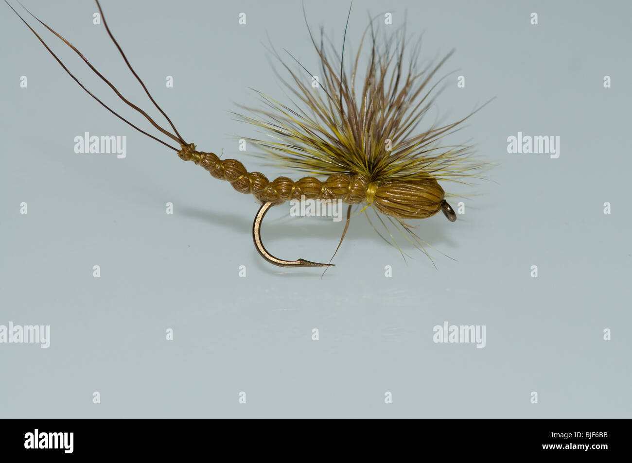Green drake trout fly hi-res stock photography and images - Alamy