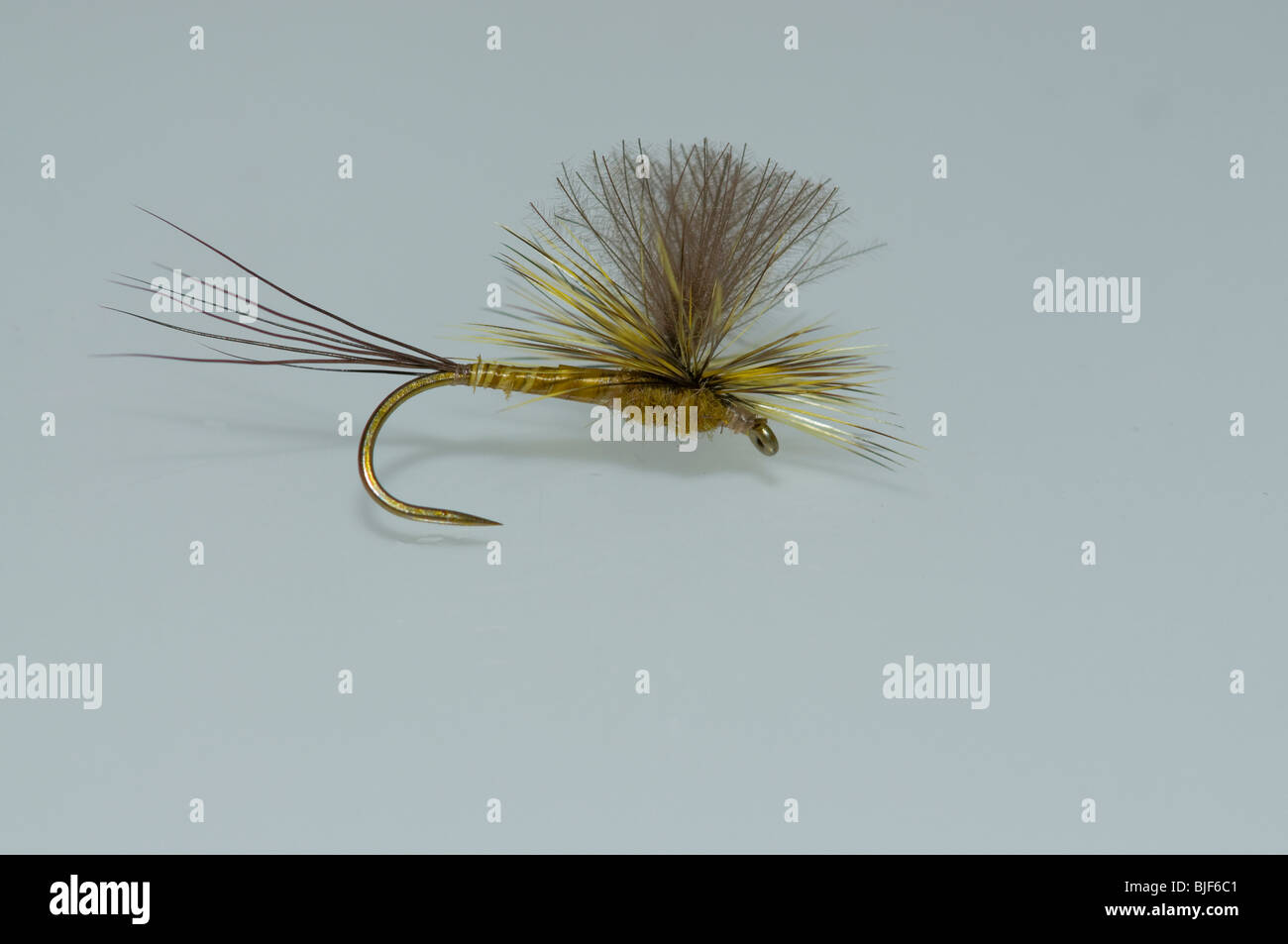 Green drake trout fly hi-res stock photography and images - Alamy