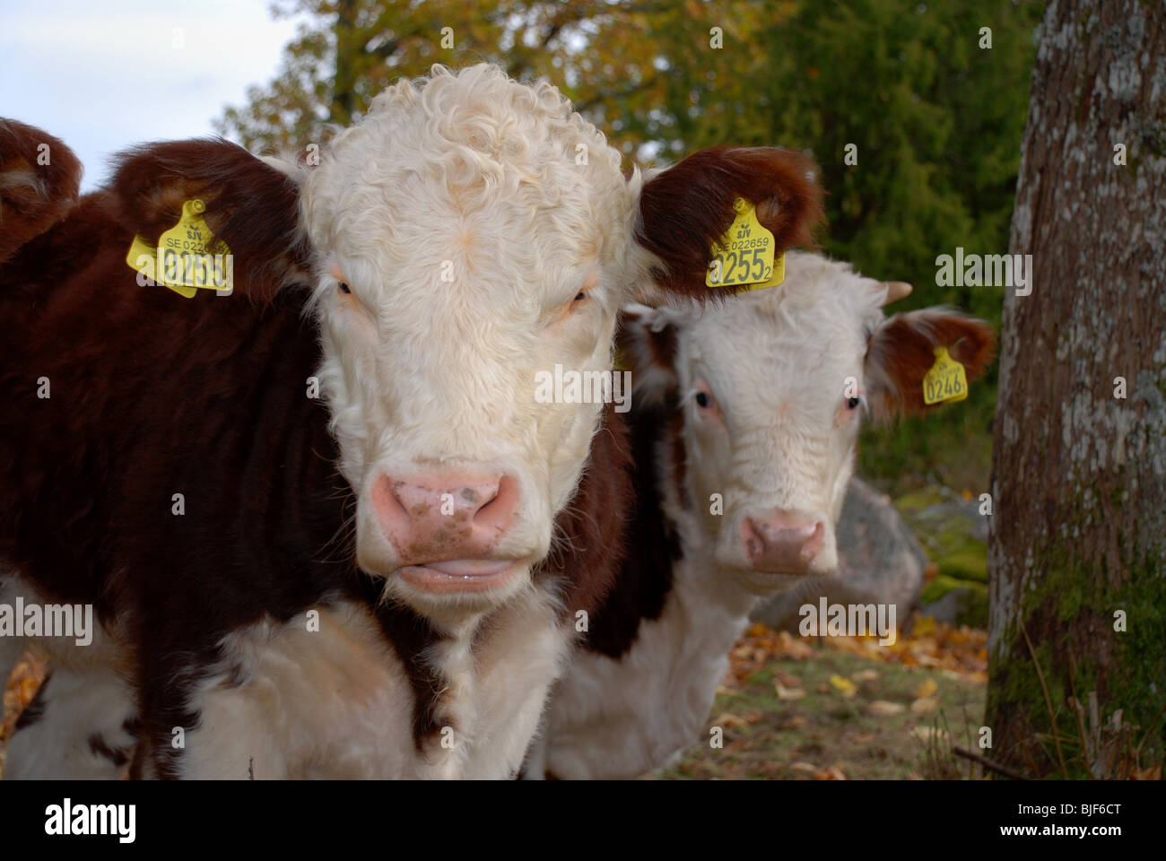 Cows in the fall Stock Photo - Alamy