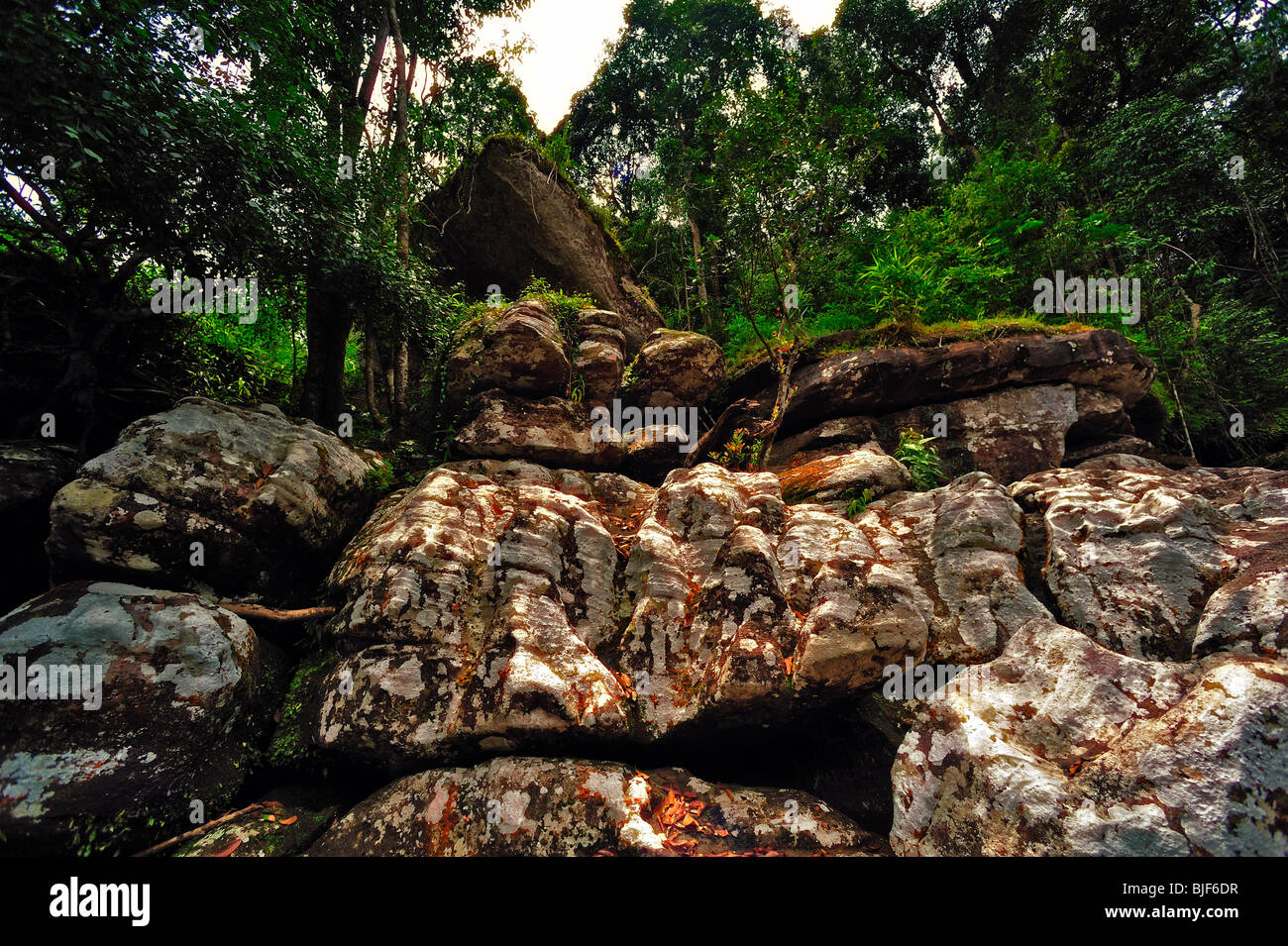 Tropical rainforest. Phou Khao Khouay National Protected Area. LAO ...