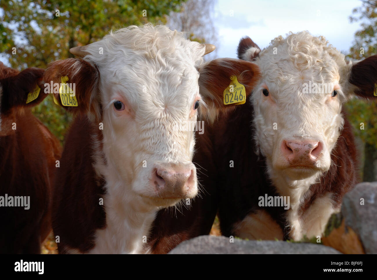 Cows in the fall Stock Photo - Alamy