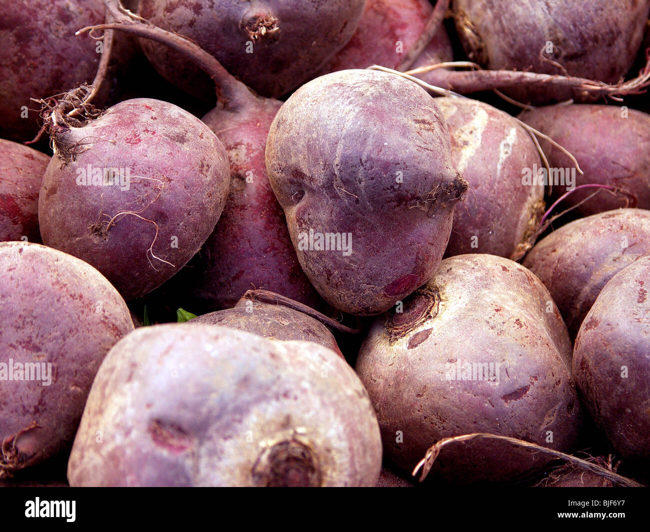 A pile of harvested beetroots Stock Photo - Alamy